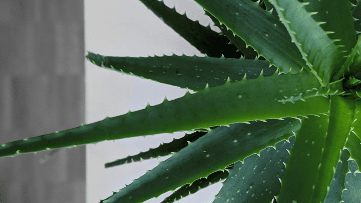 Aloe Vera and Hemorrhoids | Top 10 tips | HealYourHemorrhoids.com